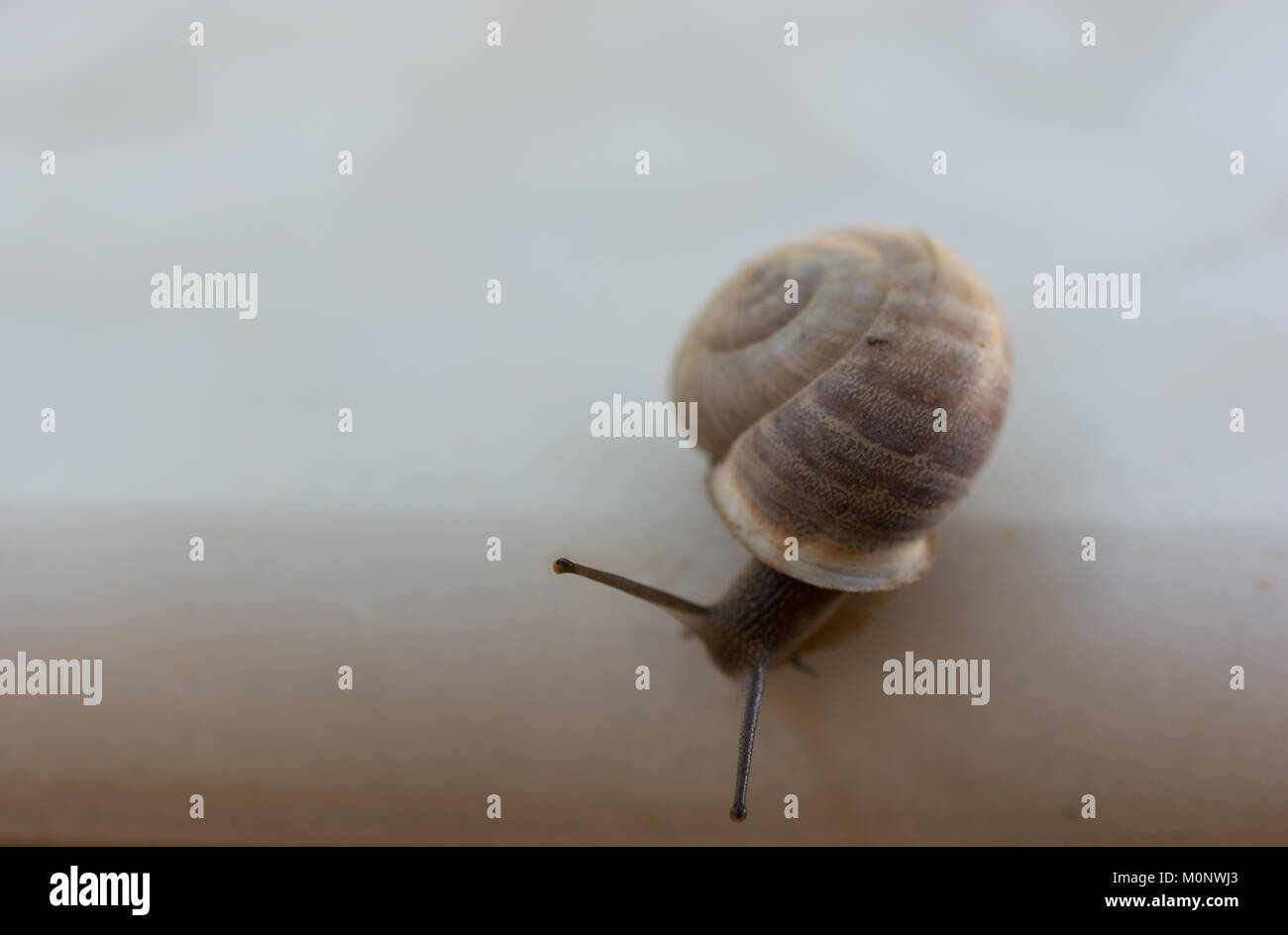snail trying to escape from stone. close-up Stock Photo - Alamy