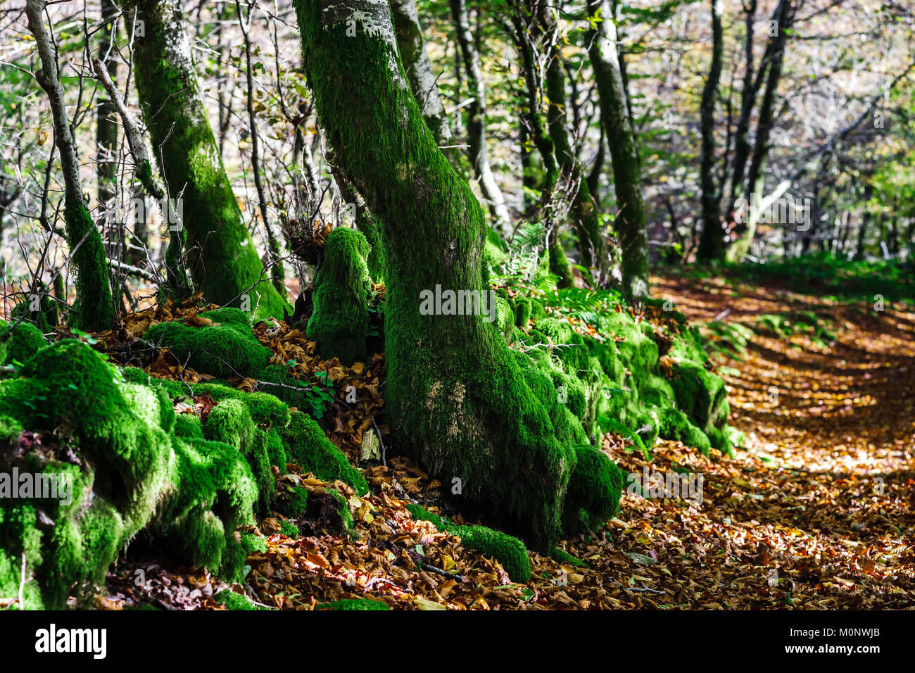 Beautiful green moss in autumnal forest, sun and shadows, natural ...
