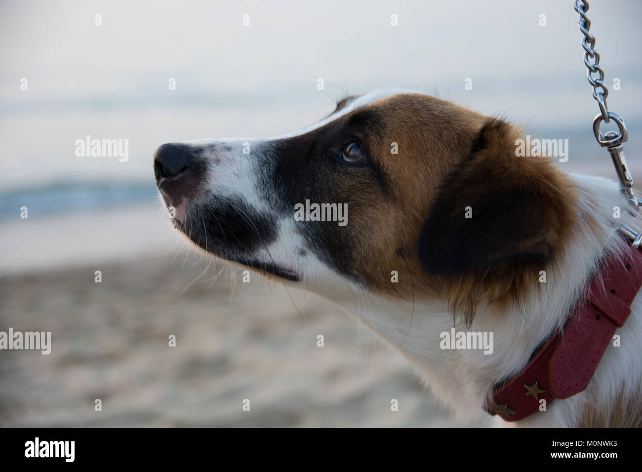 the dog is looking emotional and feeling. crying looks Stock Photo - Alamy