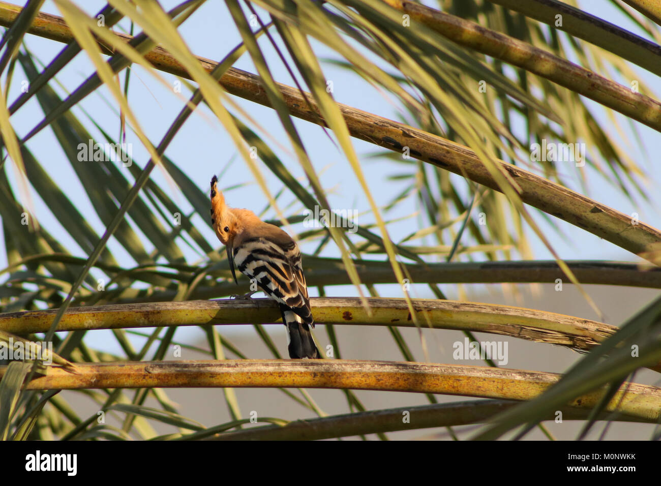 A Hoopoe rests and tends for her feathers Stock Photo - Alamy