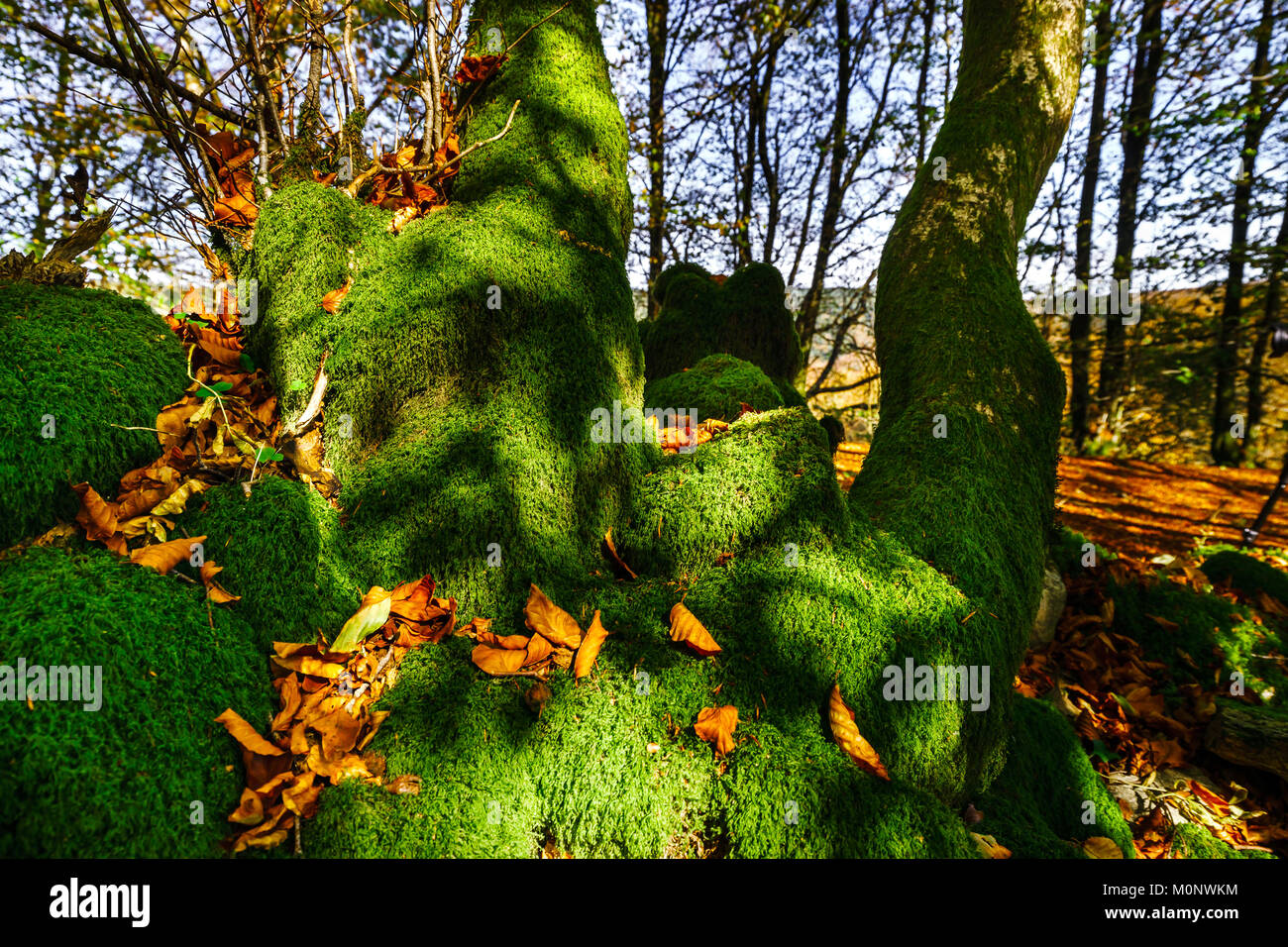 Beautiful green moss in autumnal forest, sun and shadows, natural ...