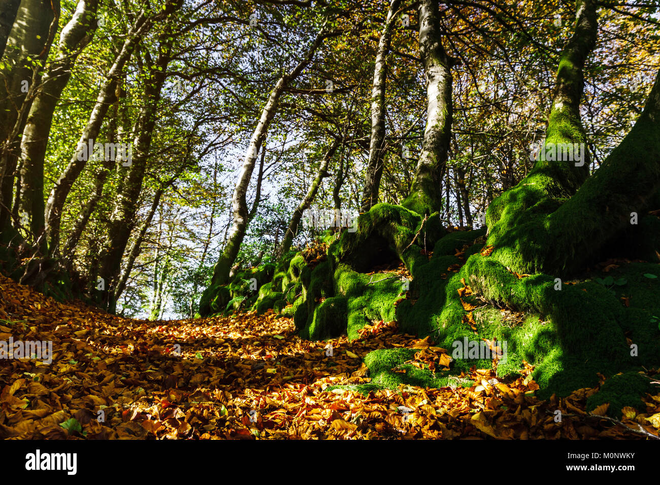 Beautiful green moss in autumnal forest, sun and shadows, natural ...