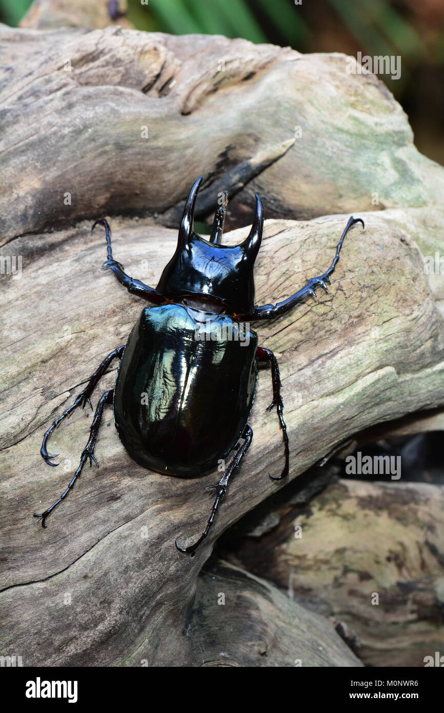 Female Stag Beetle High Resolution Stock Photography and Images - Alamy