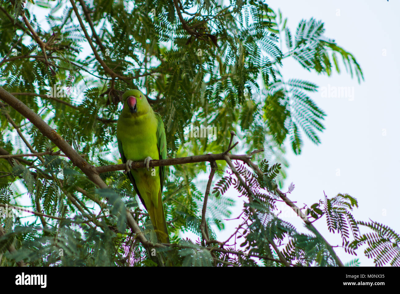 A Beautiful Ring Neck Parakeet Stock Photo - Alamy