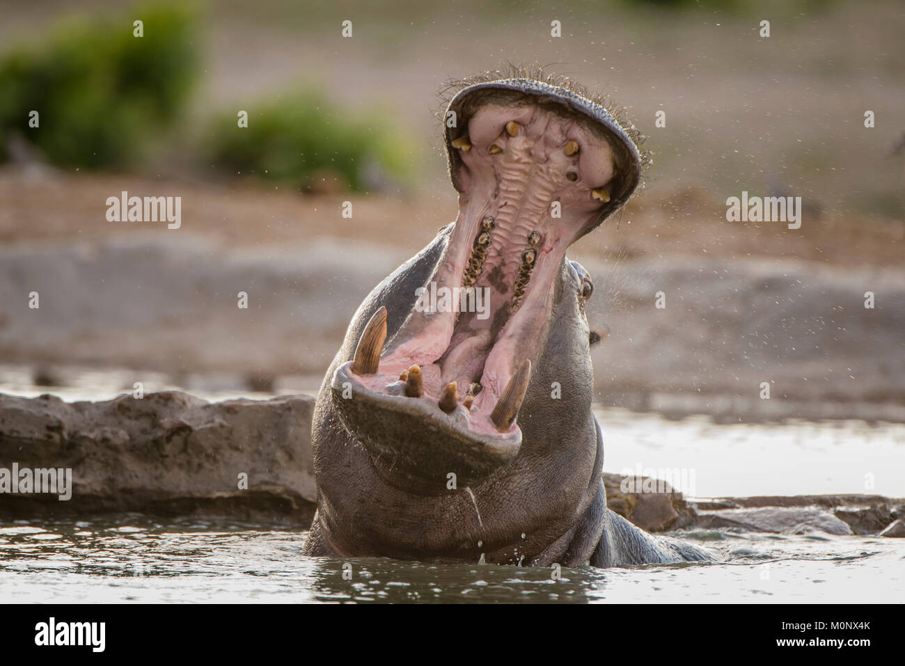 Hippo (Hippopotamus amphibius) with open mouth in water,threatening ...