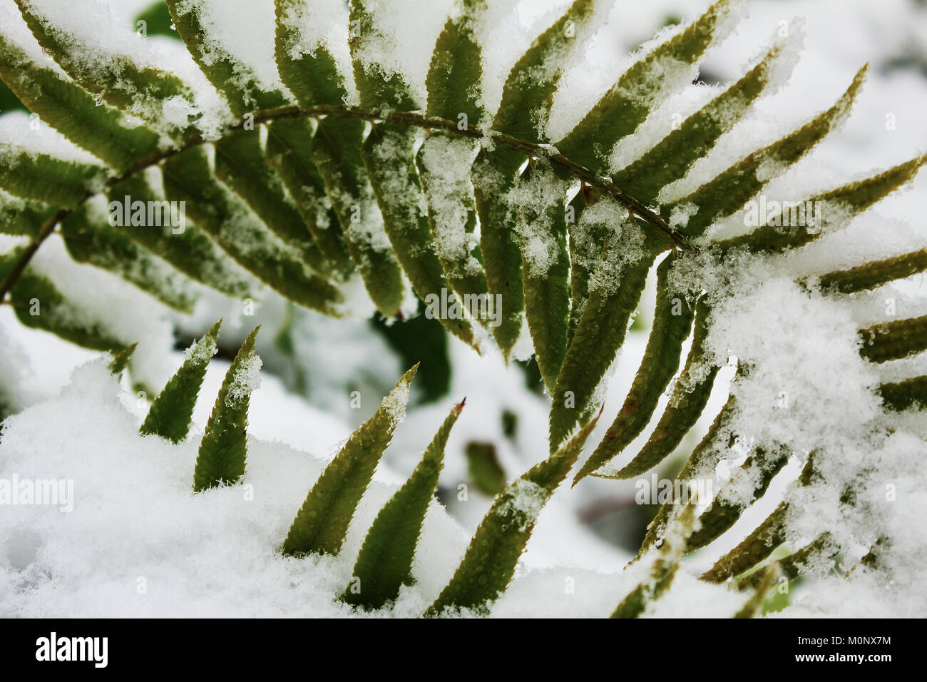 Green Ferns Covered In Snow Stock Photo - Alamy