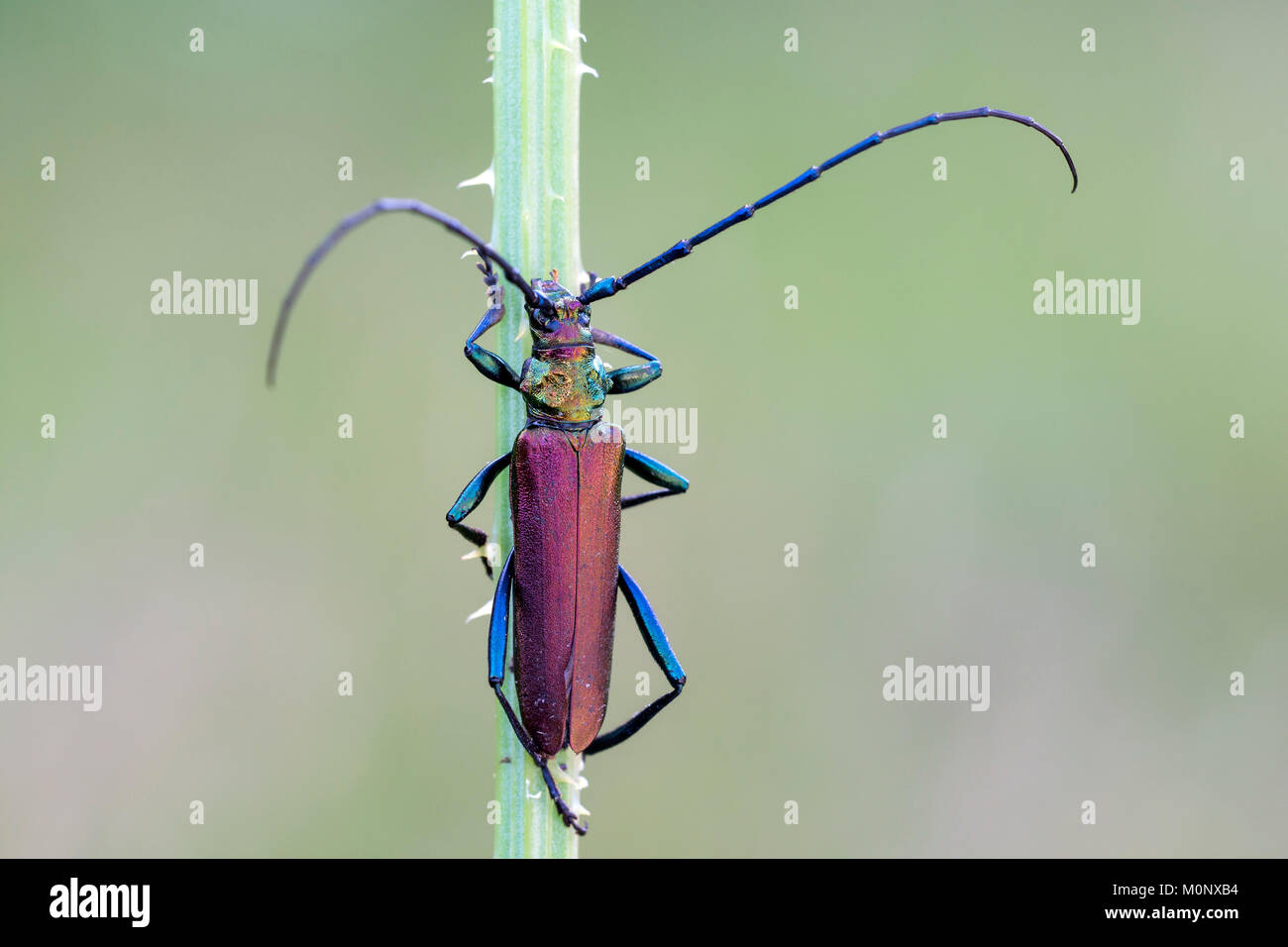 Musk beetle (Aromia moschata) at Halm,Burgenland,Austria Stock Photo ...