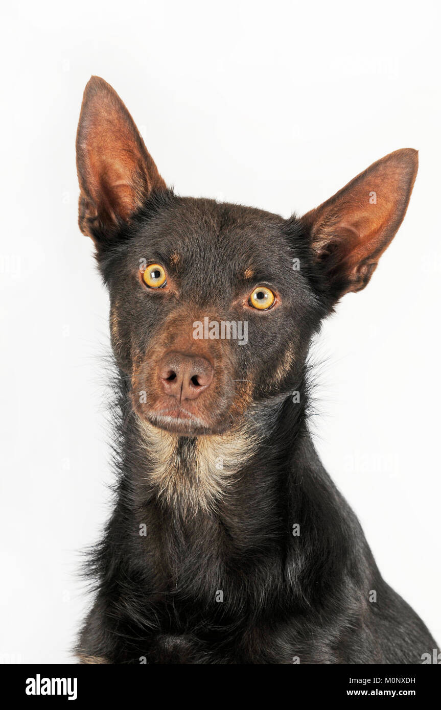 Australian kelpie hi-res stock photography and images - Alamy