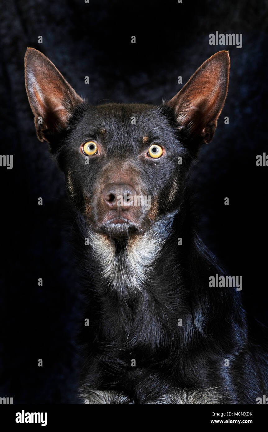 Australian kelpie head hi-res stock photography and images - Alamy