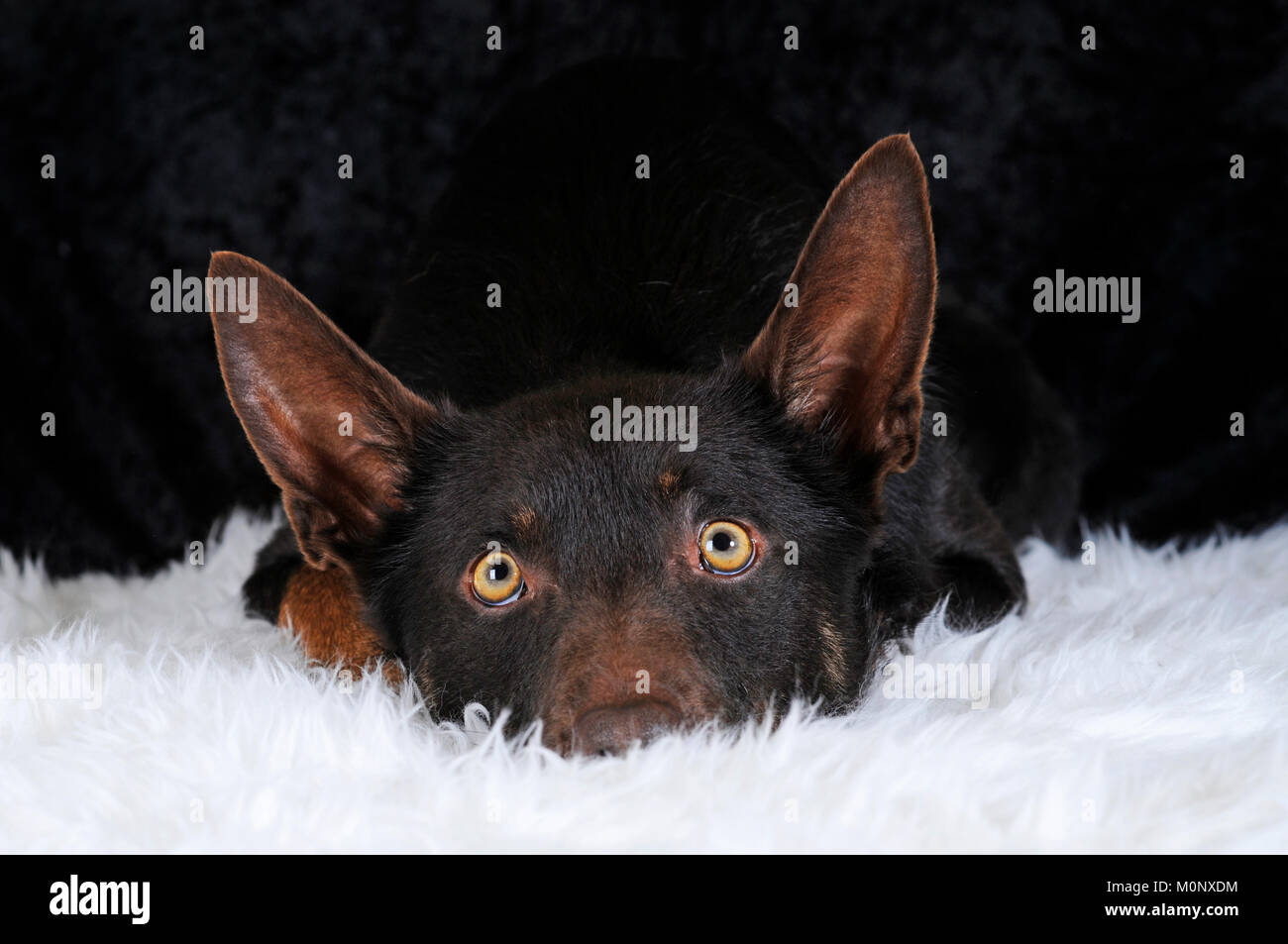 Australian Kelpie,choco-tan,male,lying on white fur,portrait Stock ...