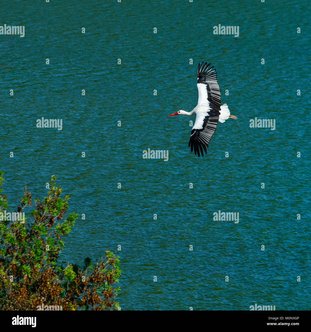Beautiful stork with red nib flying in the blue sky, Sigean, France ...