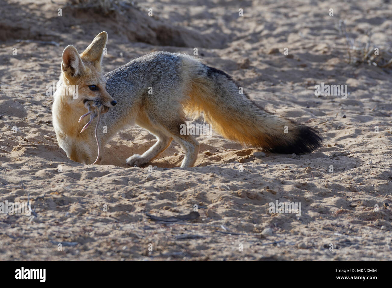 Cape fox (Vulpes chama),adult female with rodent prey in mouth at ...