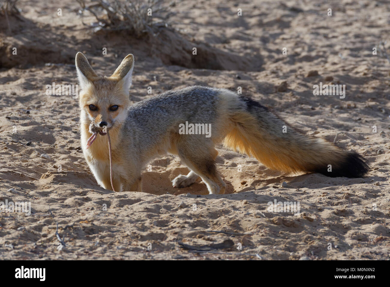 Cape fox (Vulpes chama),adult female with rodent prey in mouth at ...