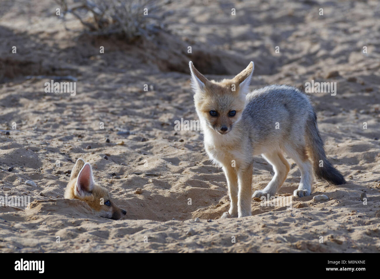 Young Cape foxes (Vulpes chama) at burrow entrance,Kgalagadi ...