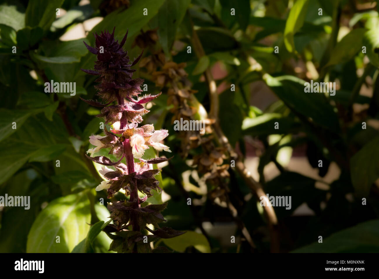 Holy basil flower hi-res stock photography and images - Alamy