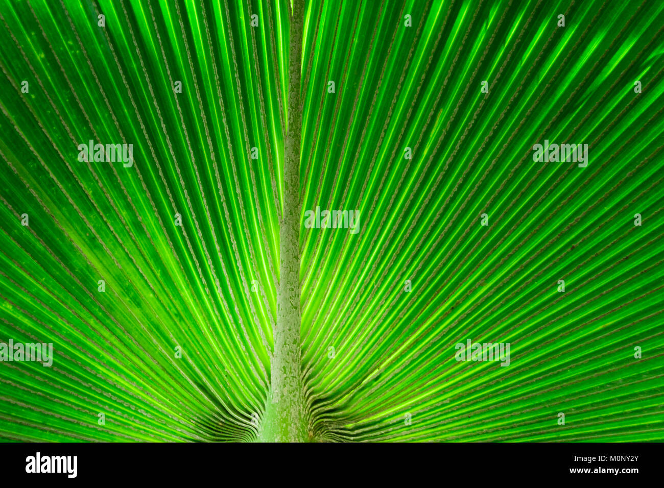 Showing interesting colour and texture hi-res stock photography and ...