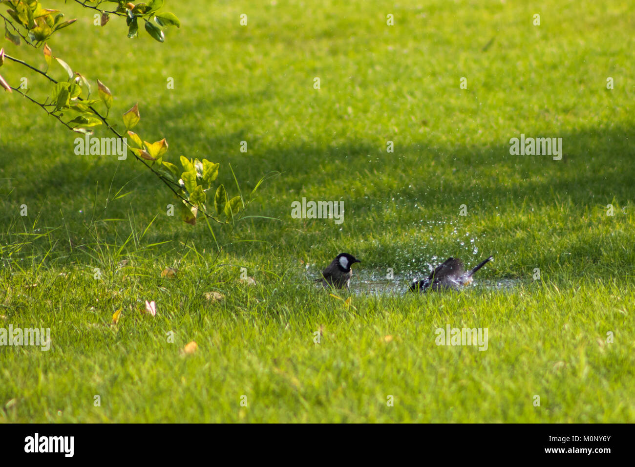 Two Bulbul birds bathe in a puddle made by the watering system Stock ...