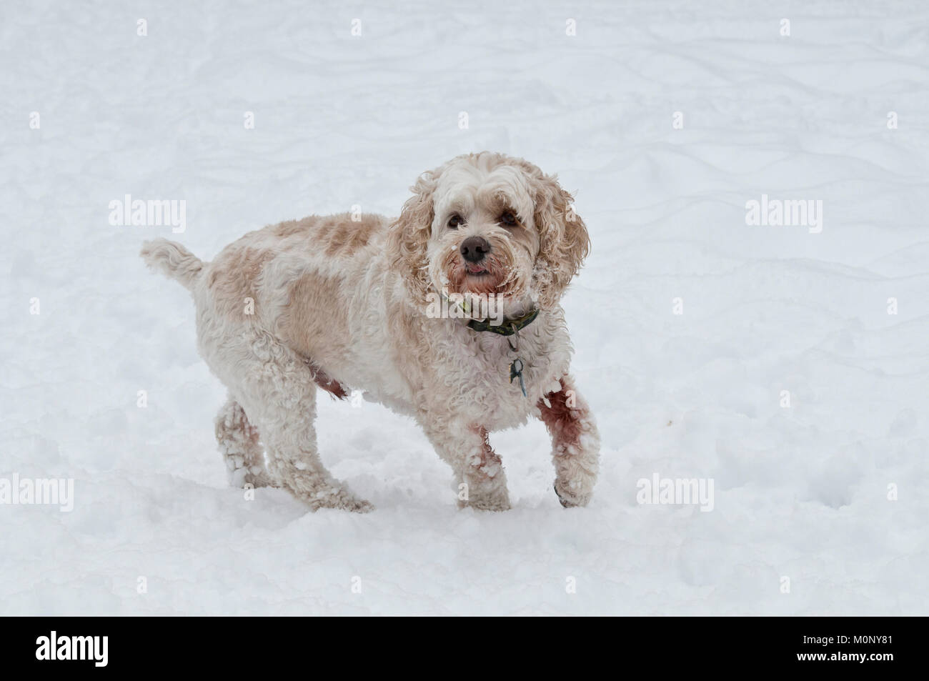 Cockapoo in snow Stock Photo - Alamy