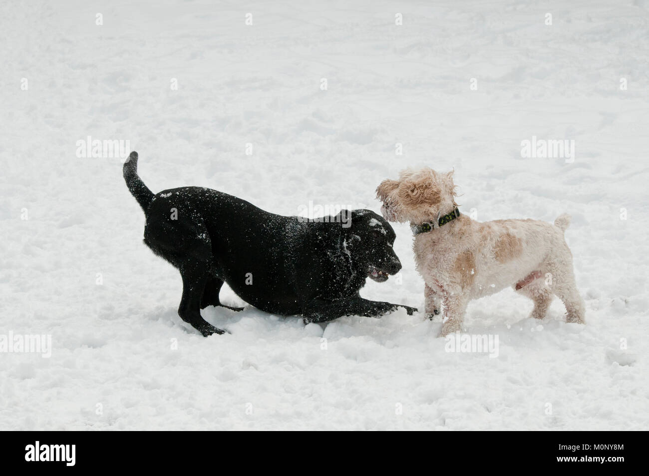 Black Labrador Retriever Playing With Cockapoo High Resolution Stock ...