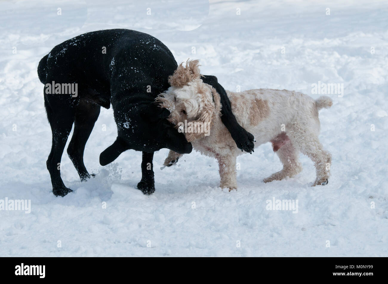 Black Labrador retriever and Cockapoo playfighting in the snow Stock ...