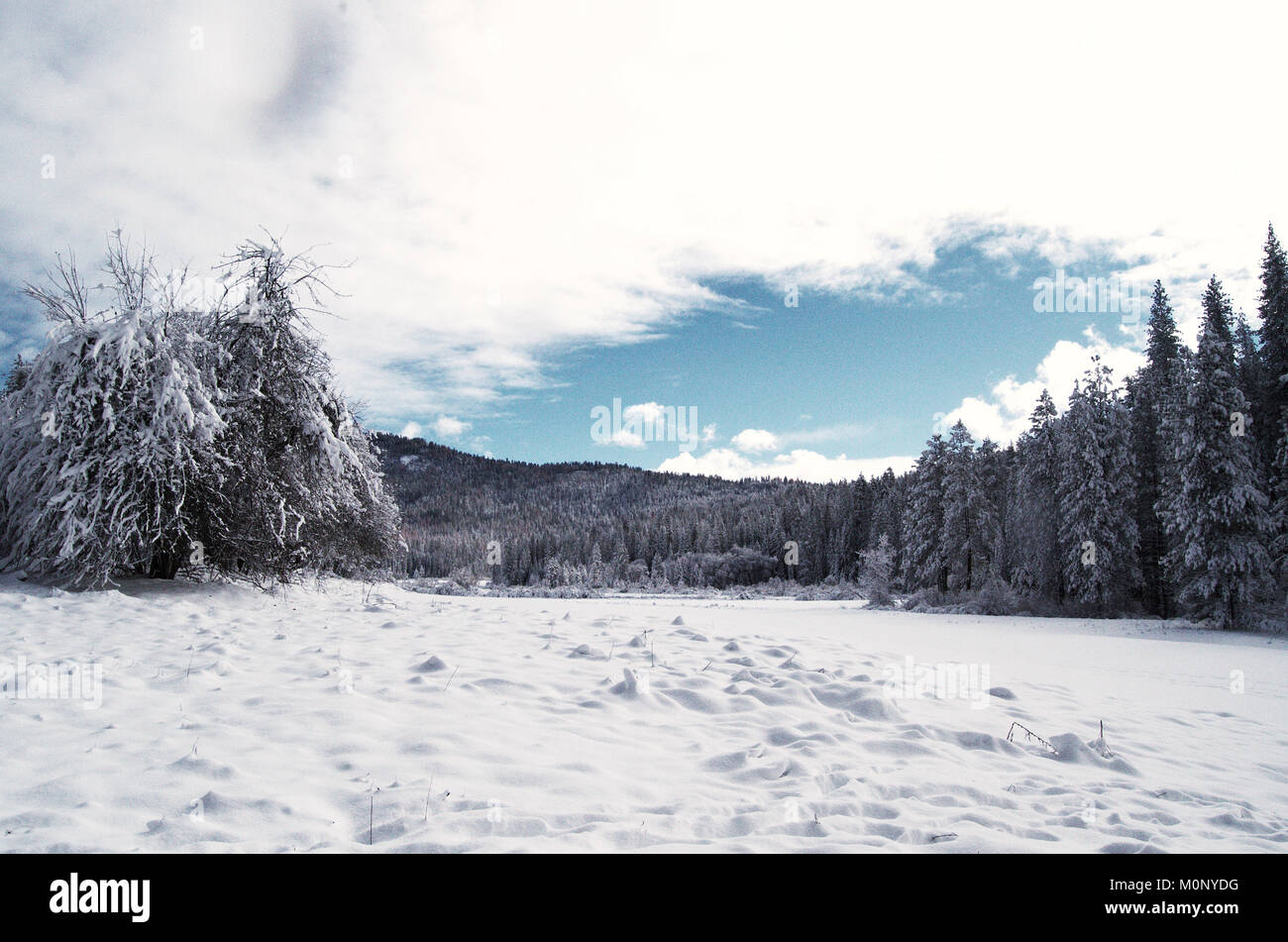 Snowy valley in Yosemite with blue sky and white trees Stock Photo - Alamy