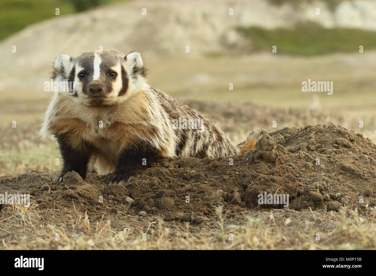 Badger digging hi-res stock photography and images - Alamy