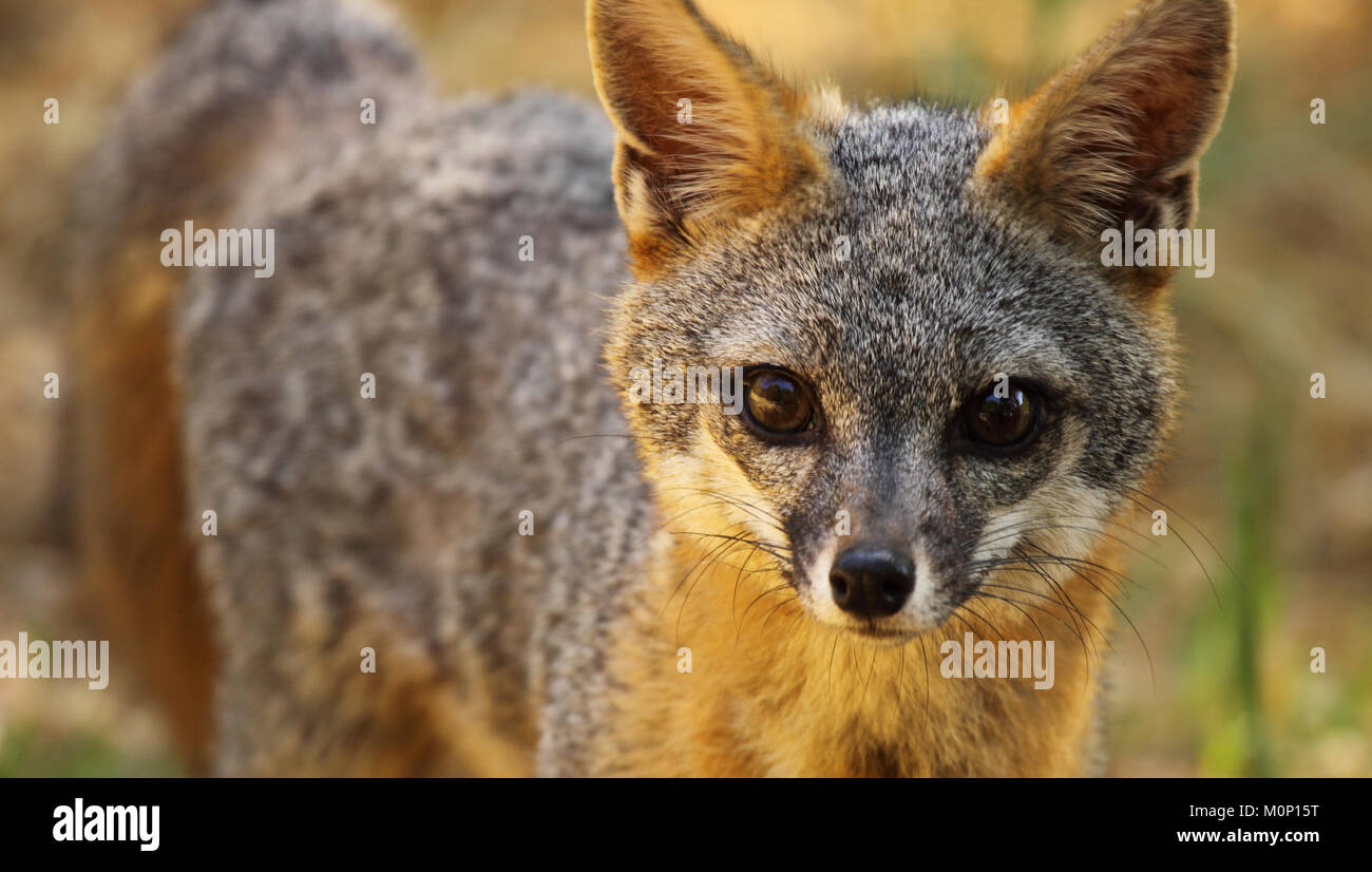 Gray fox california hi-res stock photography and images - Alamy