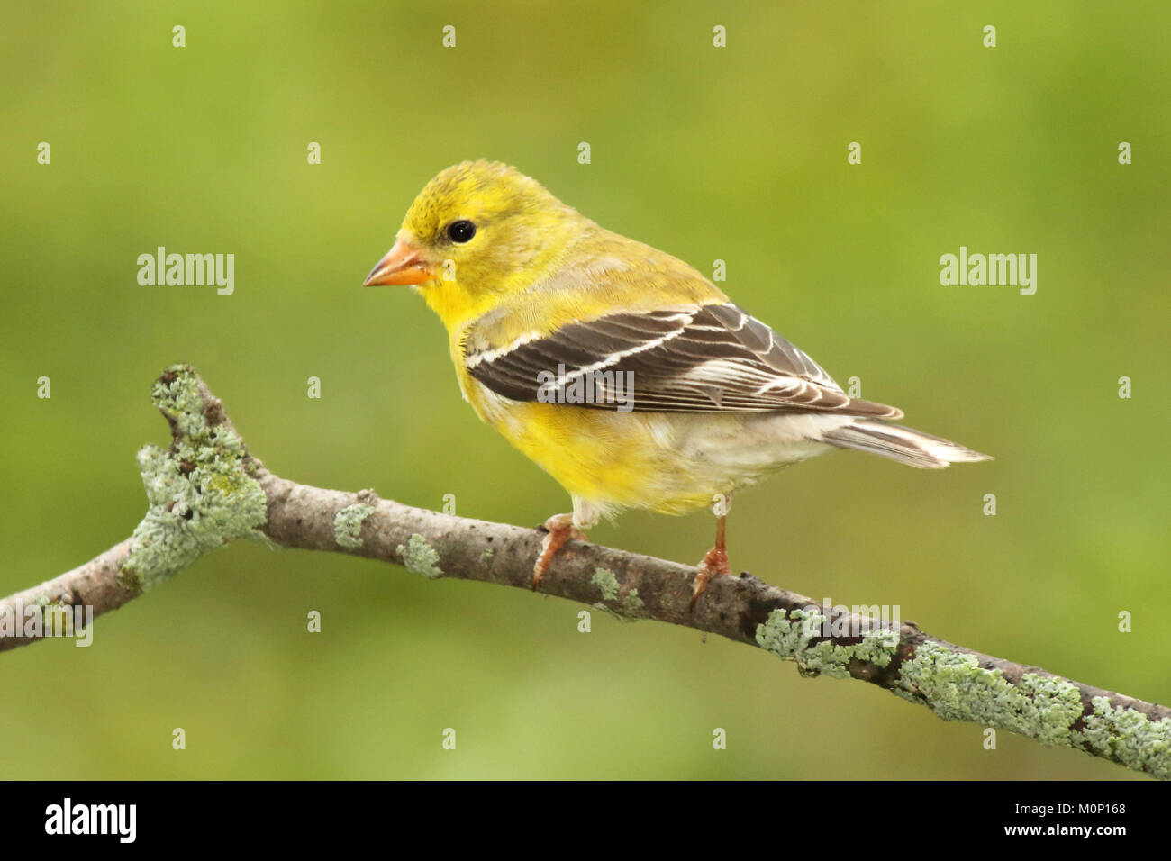 Female american goldfinch hi-res stock photography and images - Alamy