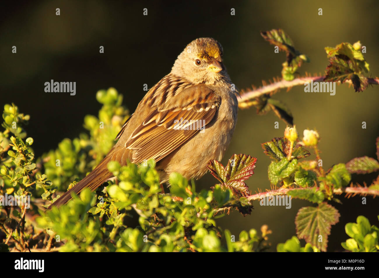 A Golden-crowned Sparrow basking in the sun Stock Photo - Alamy