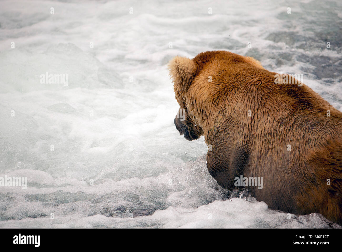 Bear waiting patiently hi-res stock photography and images - Alamy