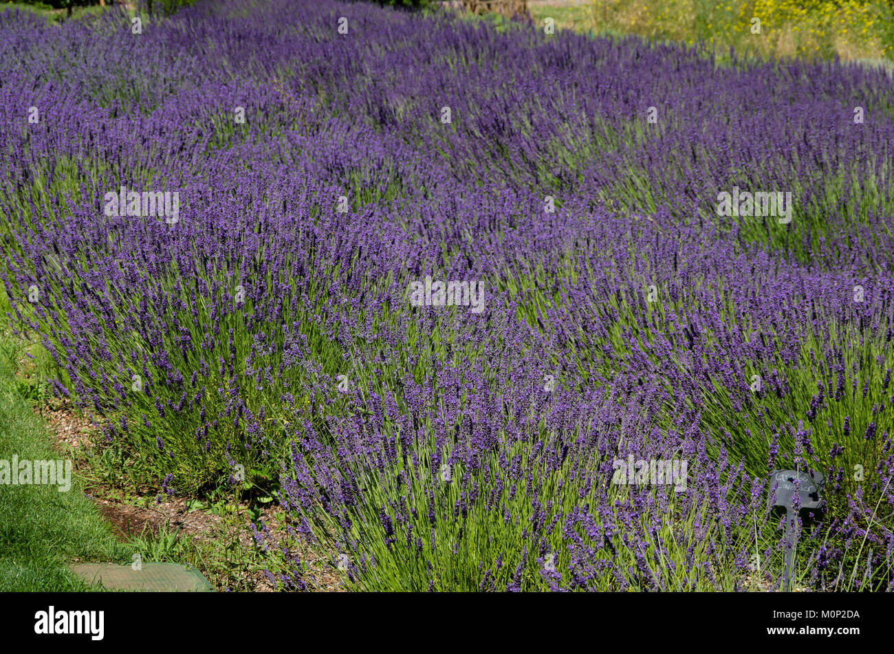Lavender purple flower blossoming in hi-res stock photography and ...