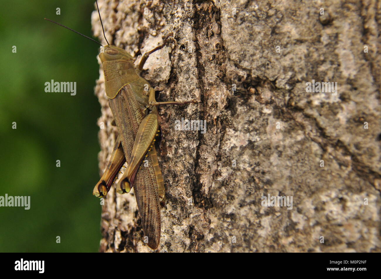 Insect in java hi-res stock photography and images - Alamy