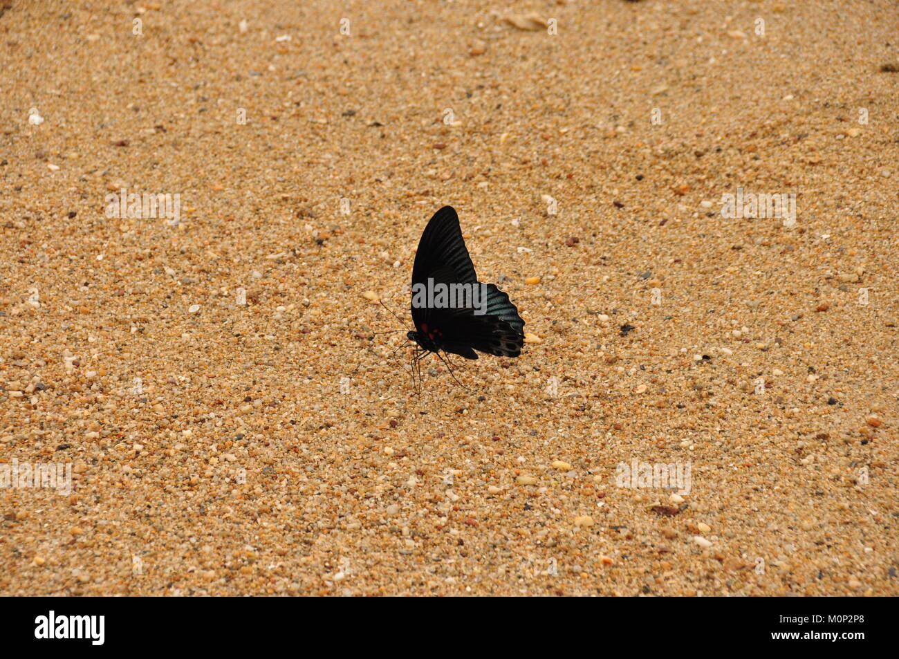 Butterfly with special patterns hi-res stock photography and images - Alamy