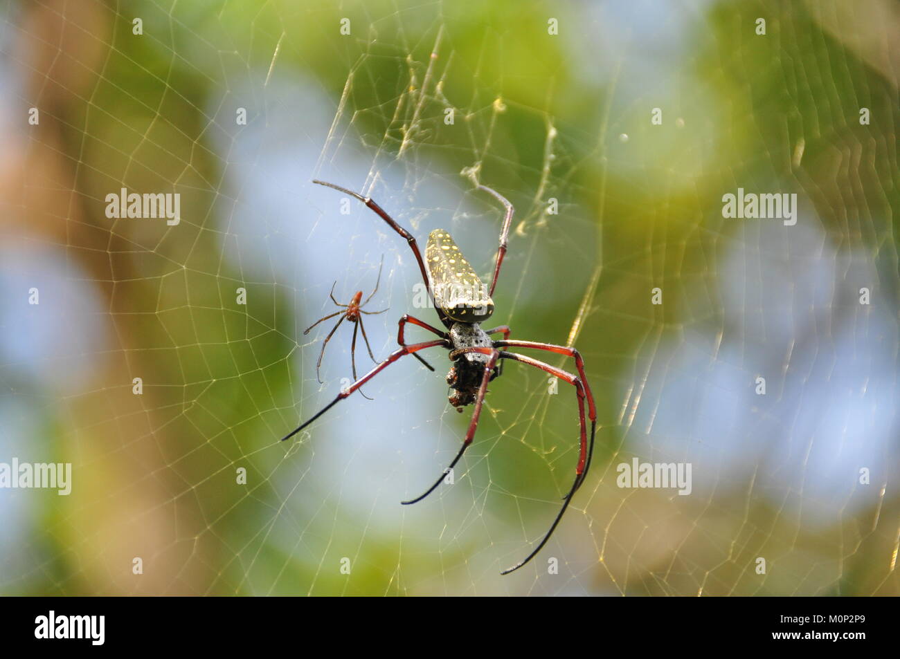 Tropical nicely colored with a spider on the network. Indonesia. Java ...