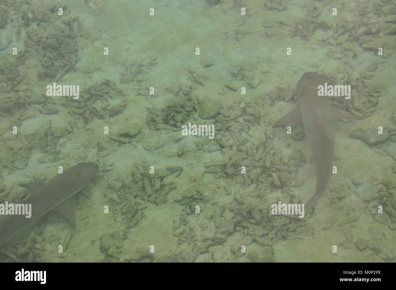 The shark floating in the Java sea. Karimunjawa. Indonesia Stock Photo ...