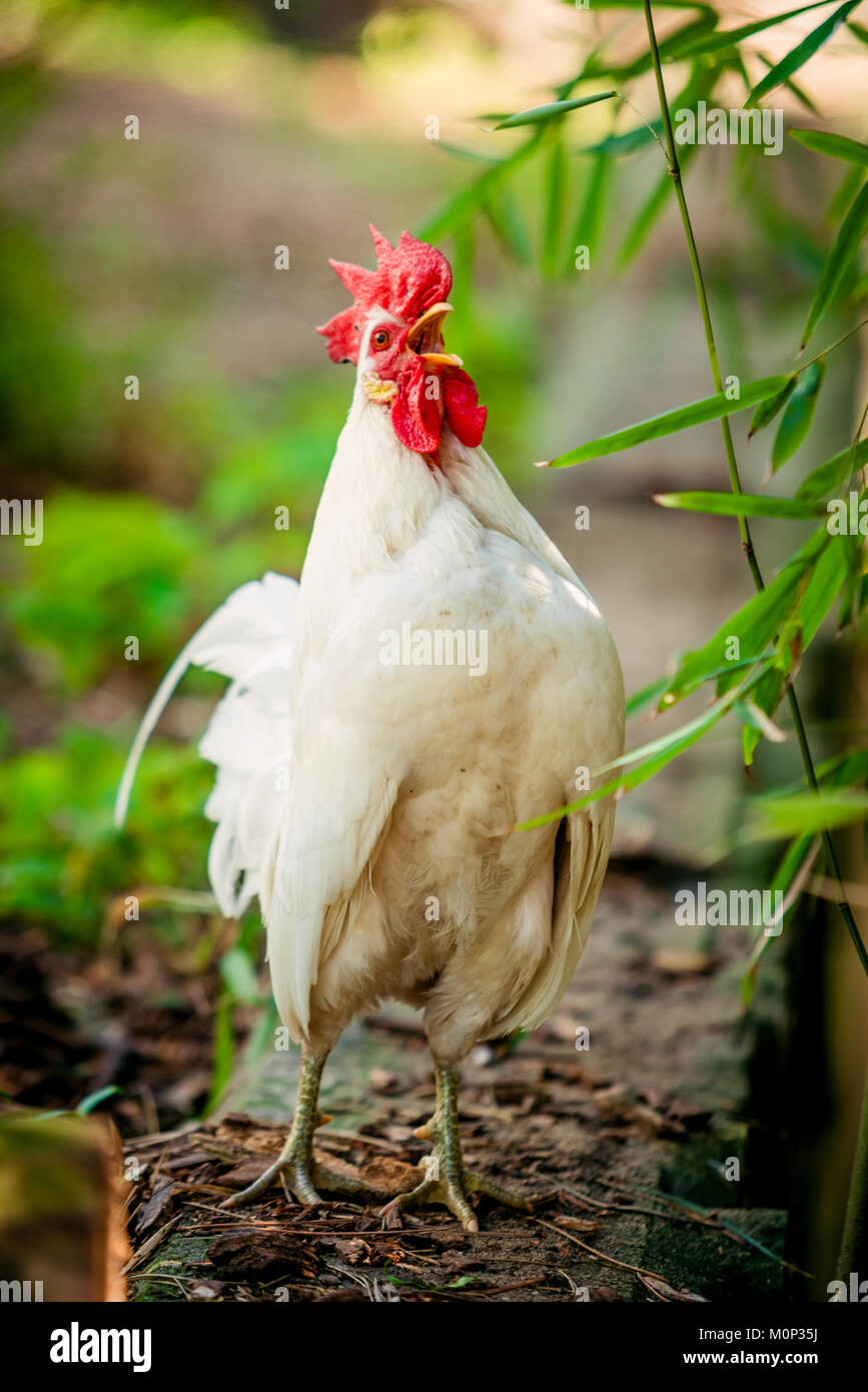 beautiful rooster. white rooster Stock Photo - Alamy