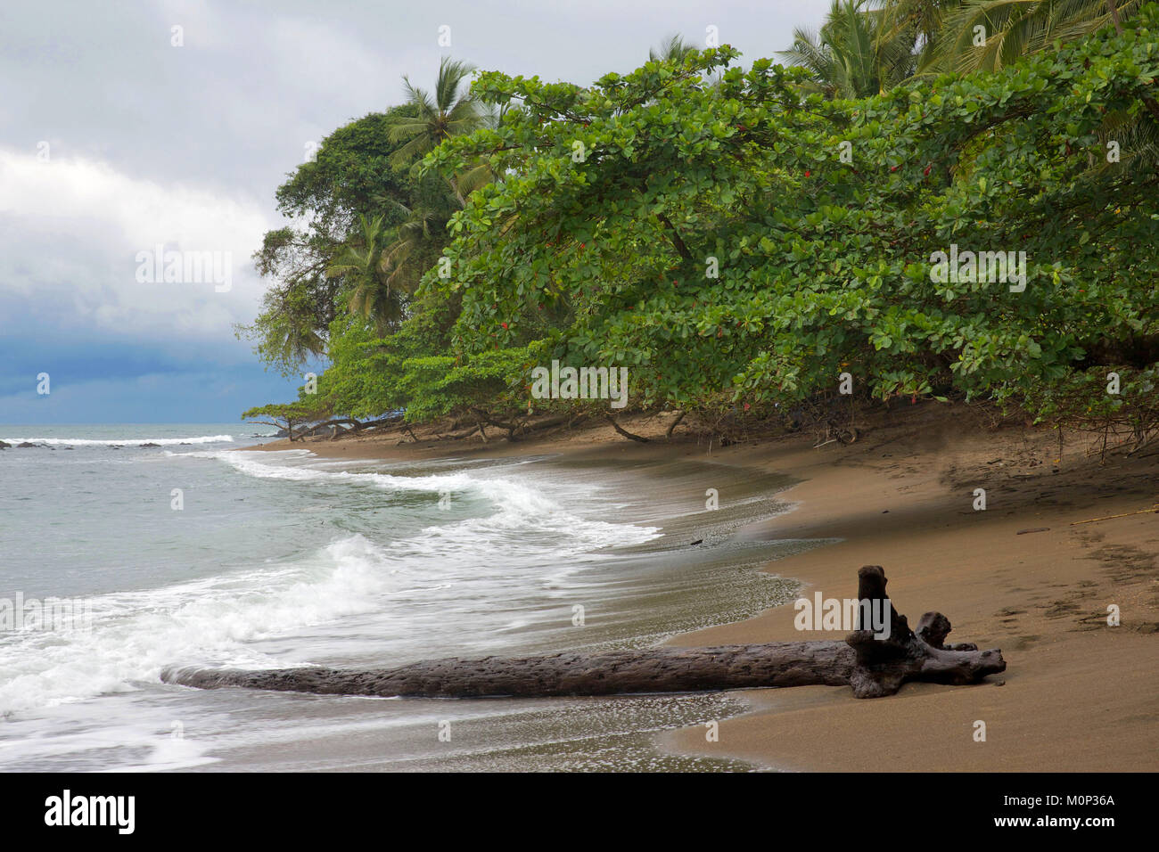 Costa Rica,Osa peninsula,wild beach of the Sirena lined by primary ...
