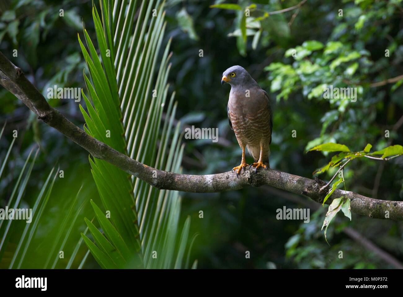 Costa Rica,Osa peninsula,raptor on the branch of a tree in the ecolodge ...