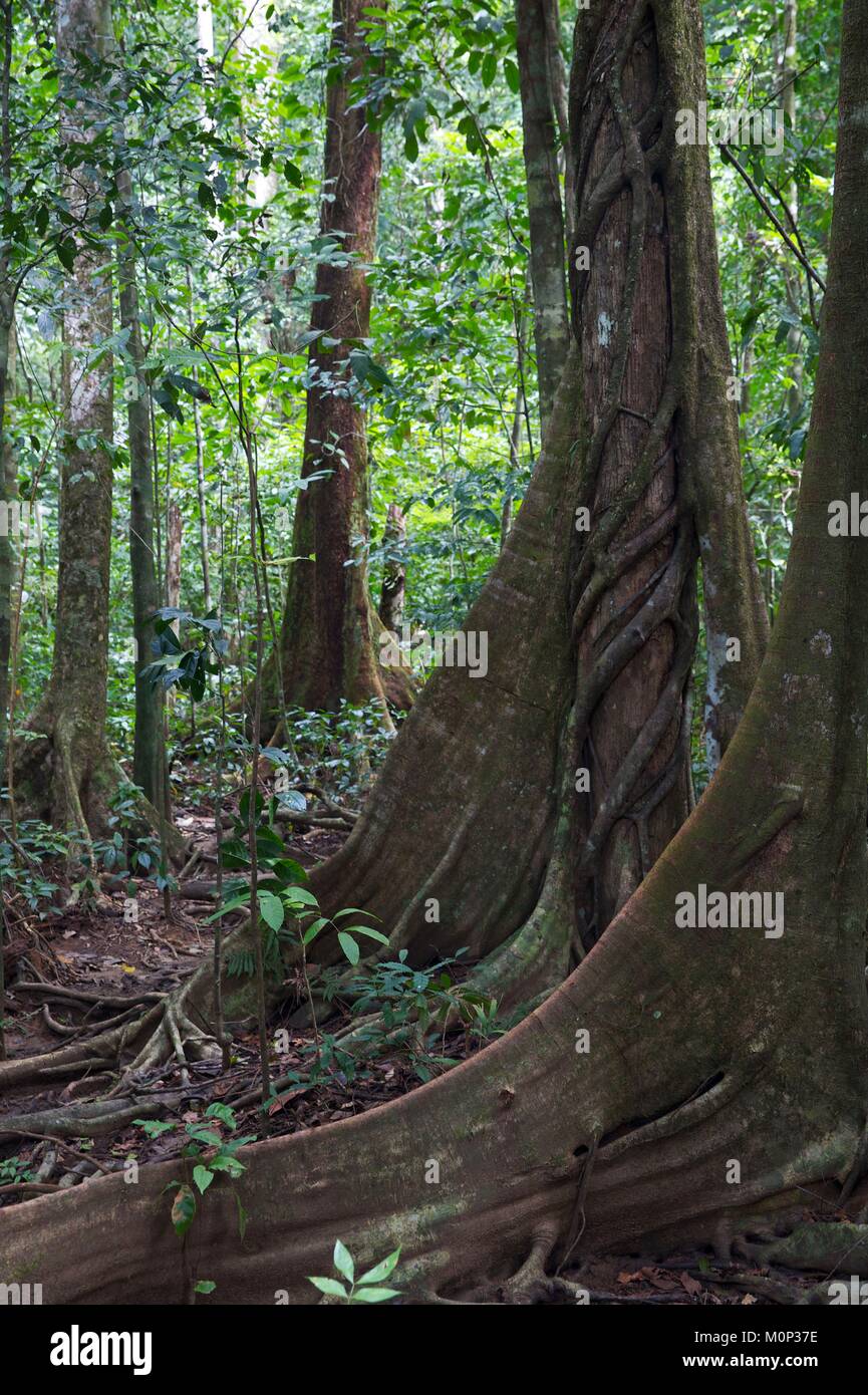 Costa Rica,Osa peninsula,tree with sprawling roots in the national park ...