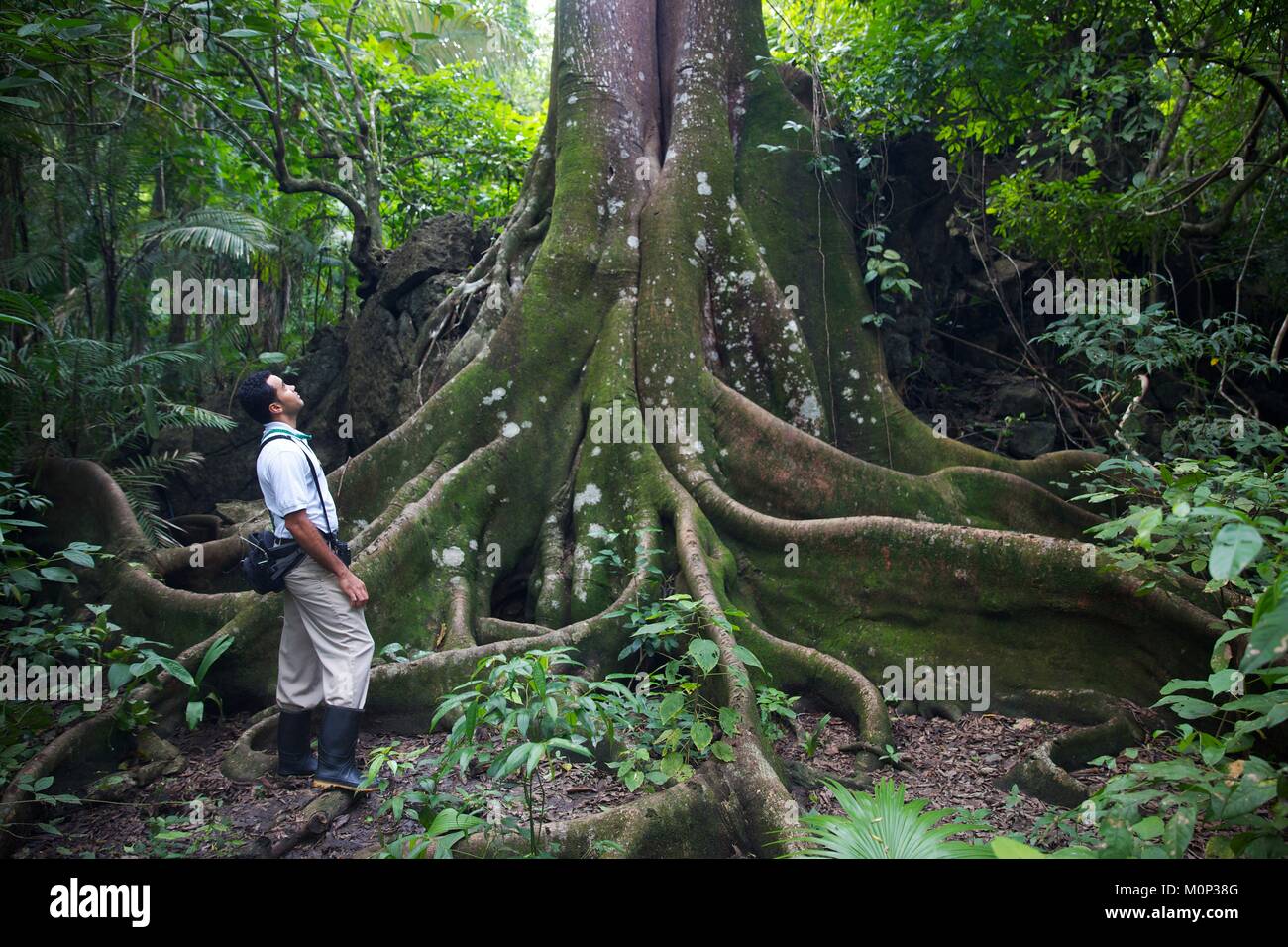 Costa Rica,Osa peninsula,naturalist guide at the foot of a cheese tree ...