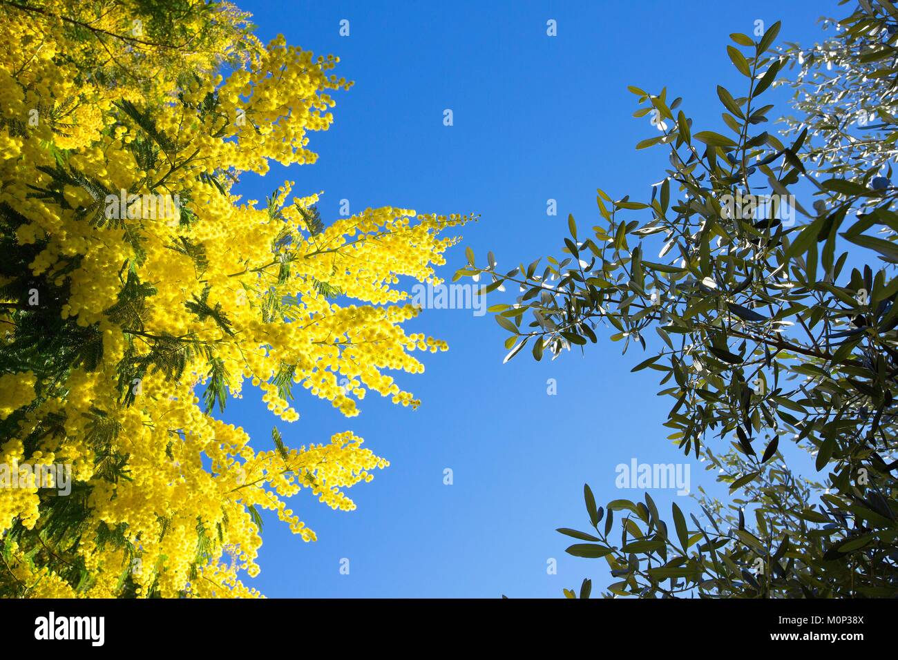Mimosa tree and france hi-res stock photography and images - Alamy