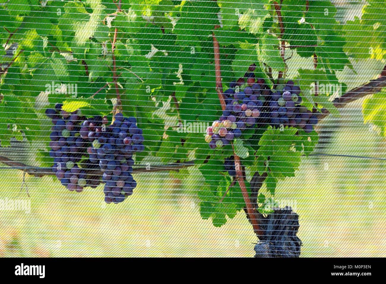Vine nets hi-res stock photography and images - Alamy