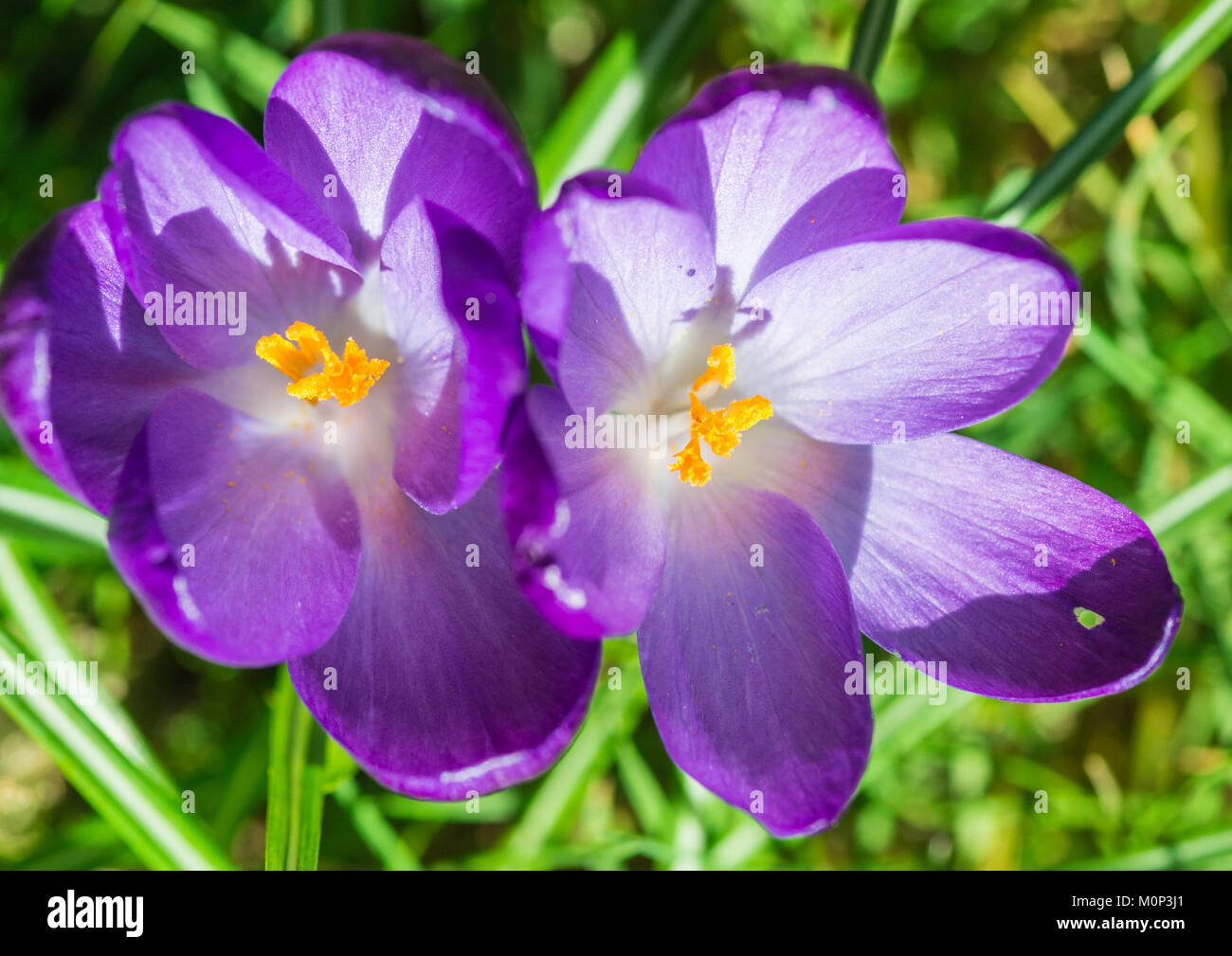 Crocus blooms hi-res stock photography and images - Alamy