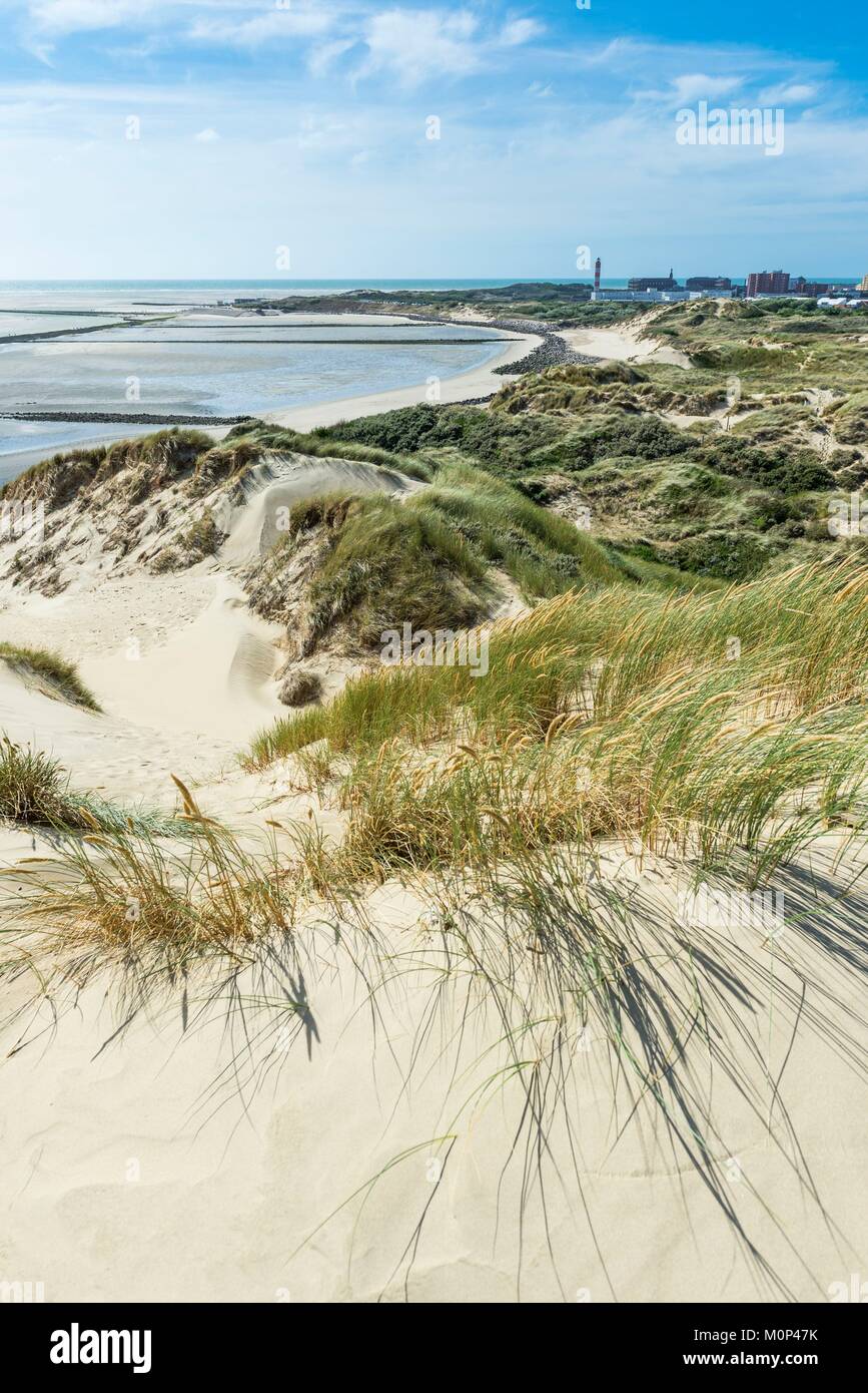 France,Pas de Calais,Berck sur Mer,the dunes of Authie Bay and Berck ...