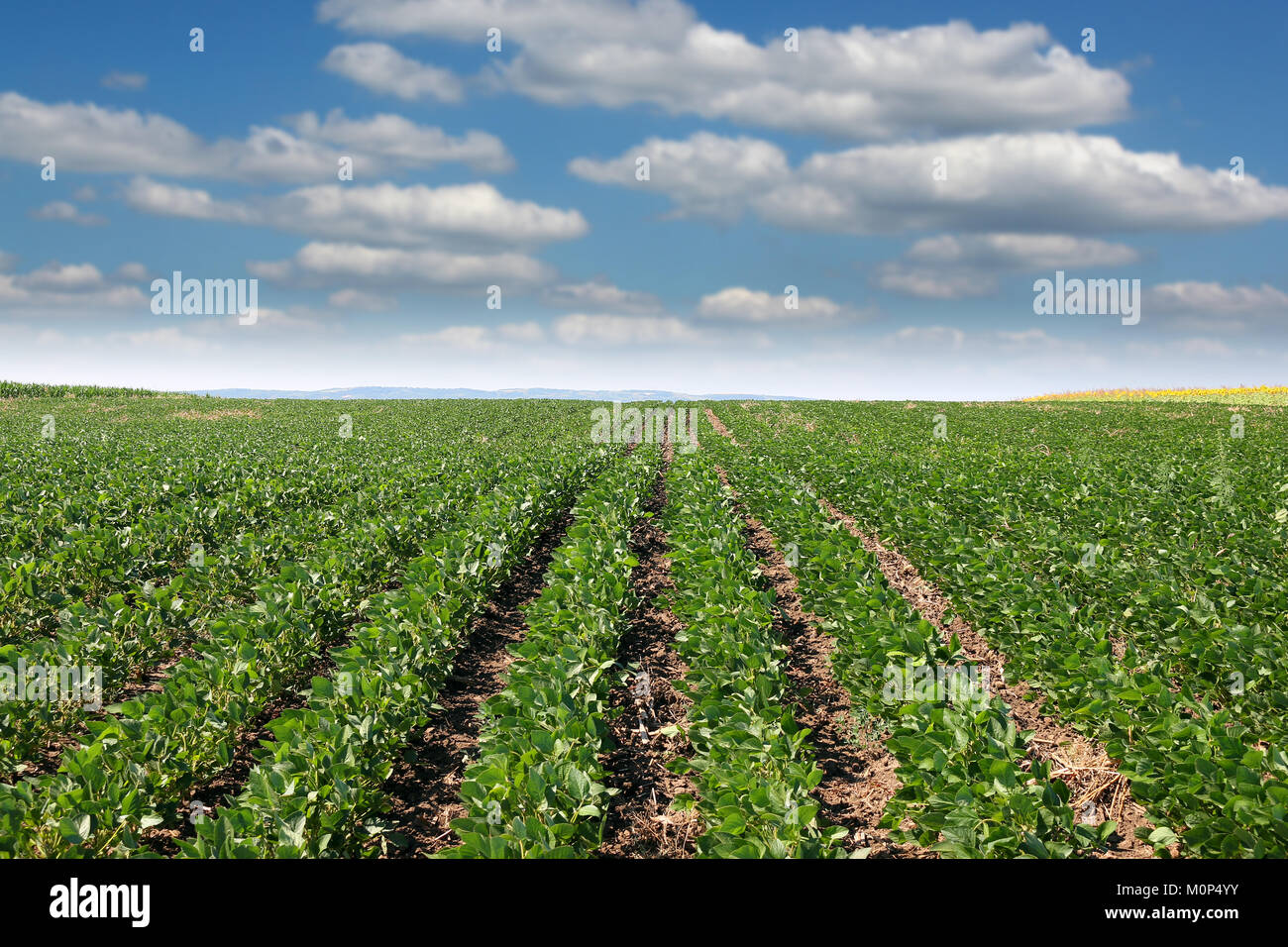 soybean field summer season agriculture Stock Photo - Alamy