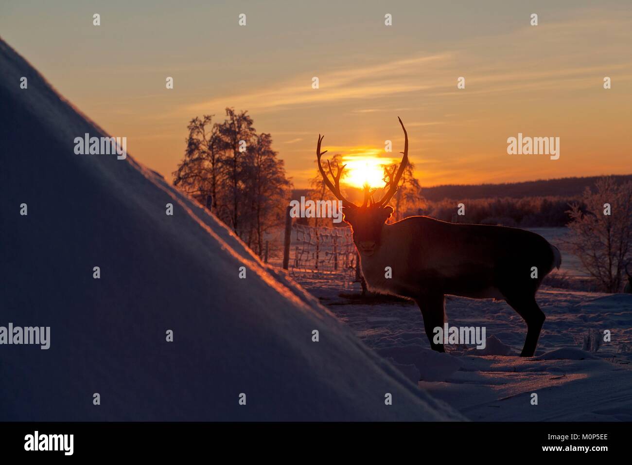 Sweden,Lapland,region listed as World Heritage by UNESCO,Norrbotten ...