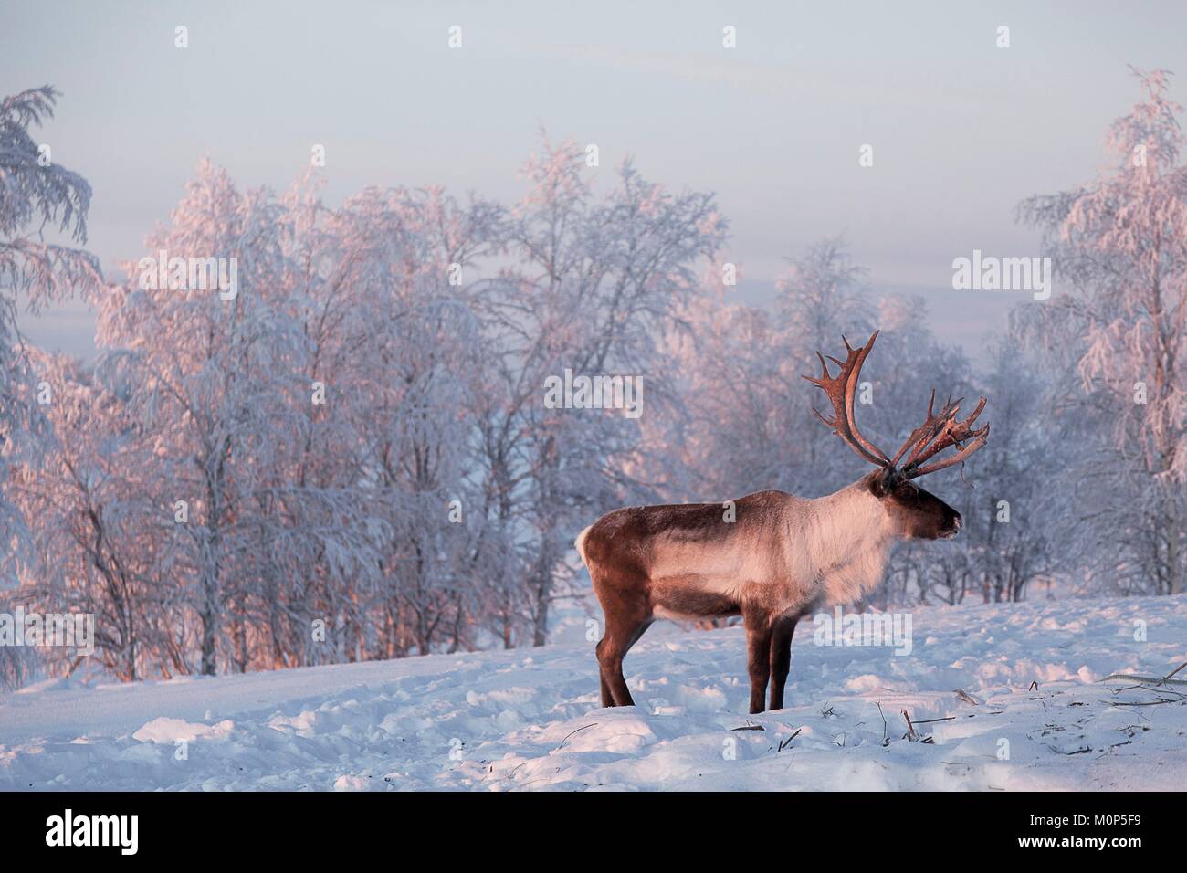 Taiga sweden hi-res stock photography and images - Alamy