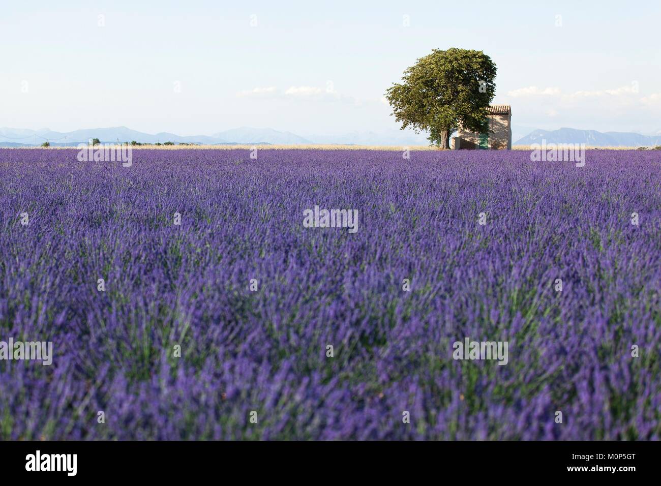 France,Alpes de Haute Provence,Valensole,stone house and its plane tree ...