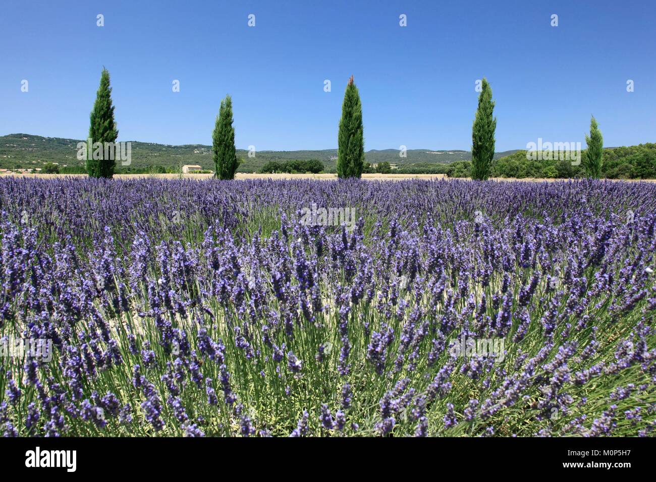 France,Alpes de Haute Provence,cypress trees and lavender fields near ...