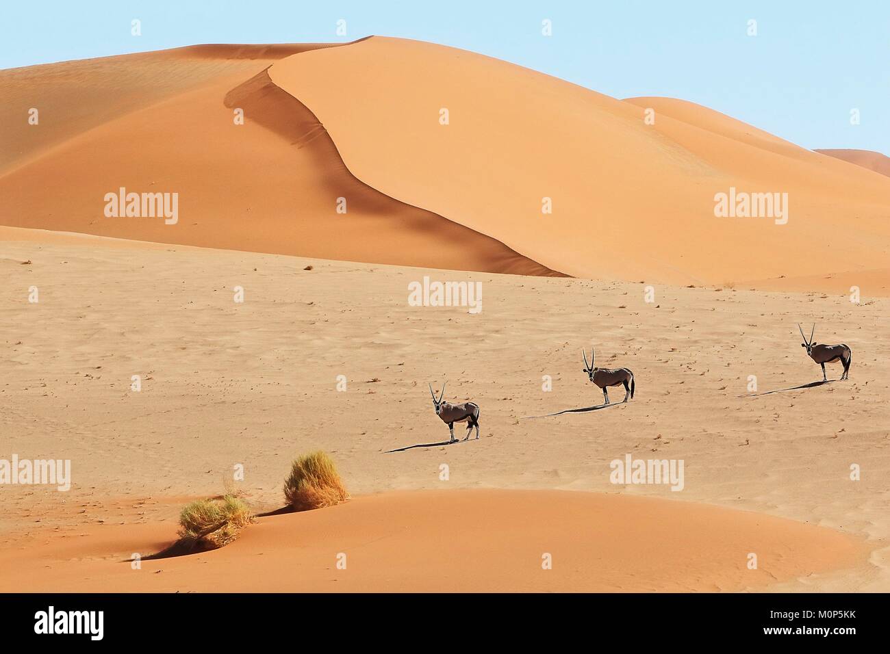 Namib desert animals hi-res stock photography and images - Alamy